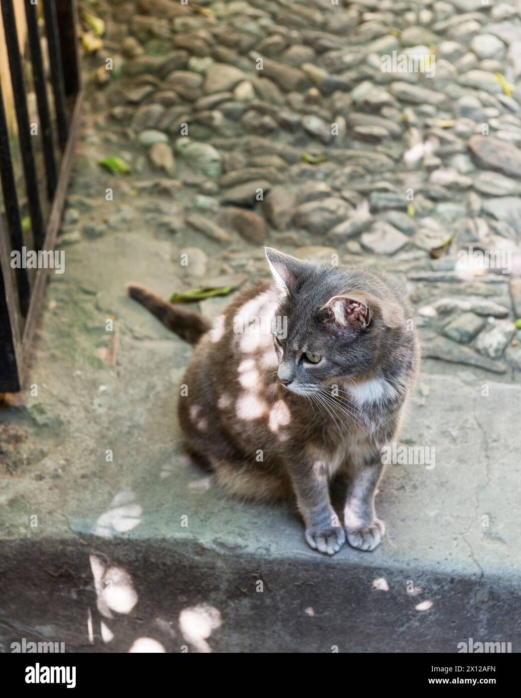 Cat on path at Mimi Calpe, 1950s French luxury villa and hotel in ...