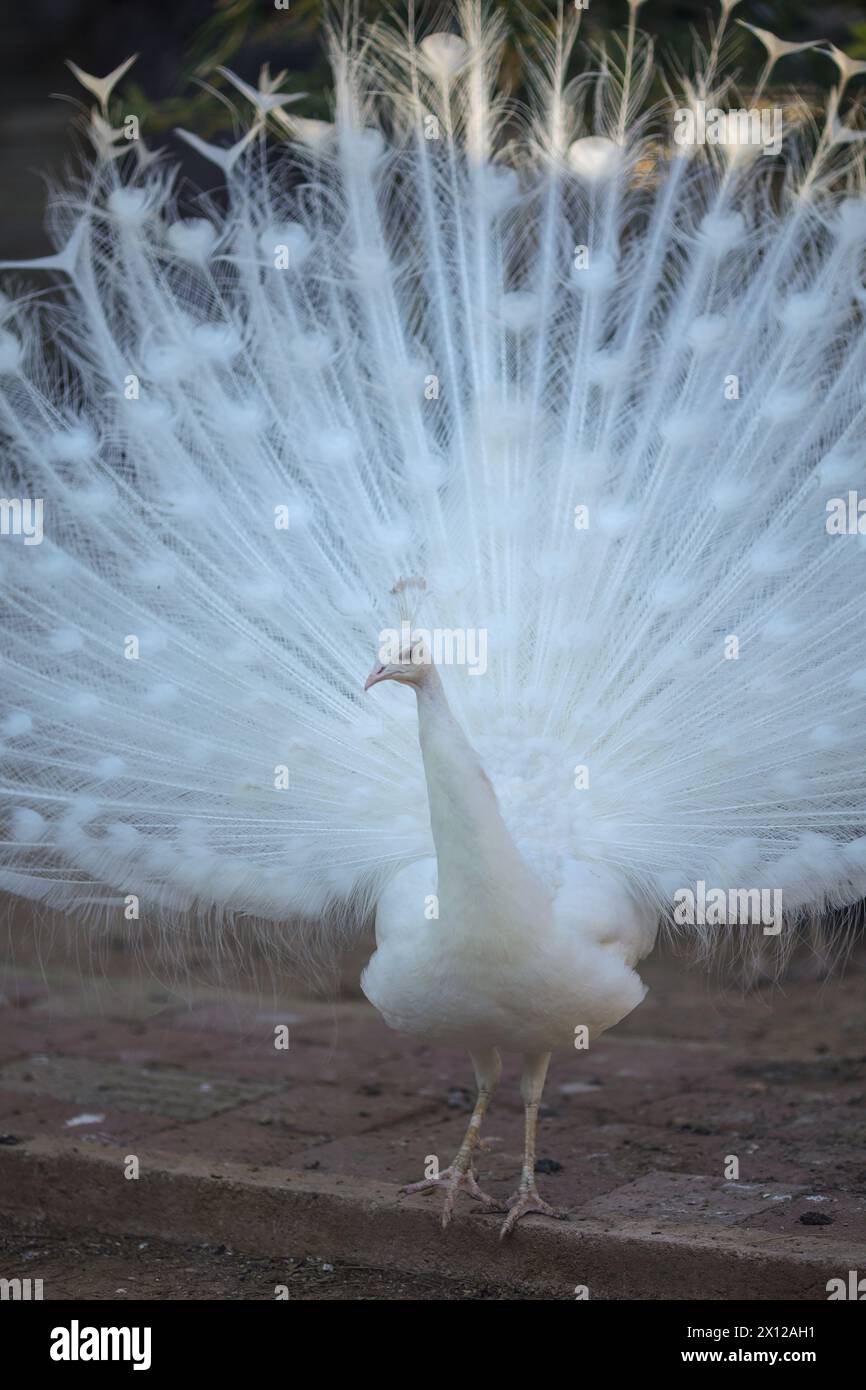 Male turkey showing his feathers hi-res stock photography and images ...