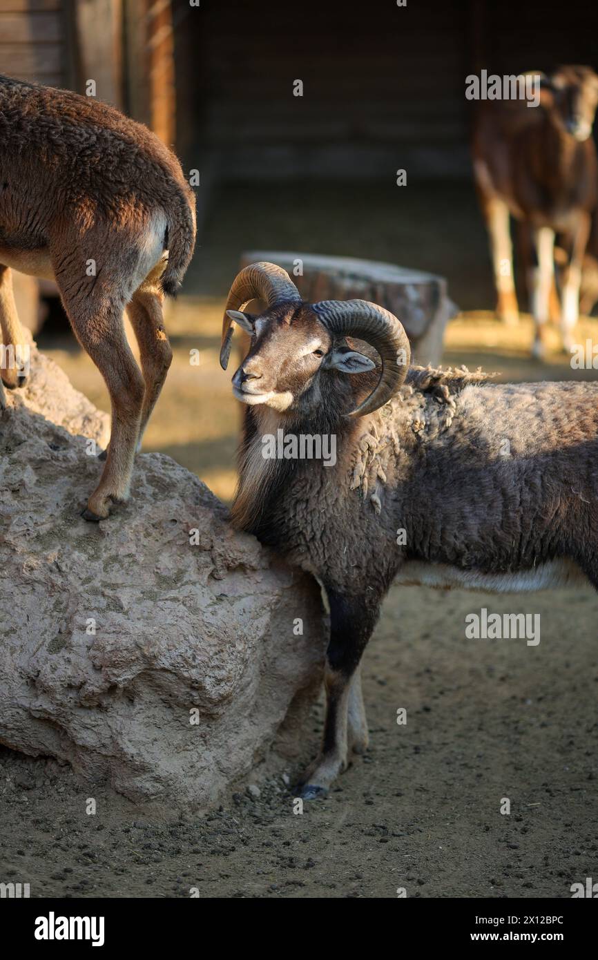 Sheep ram hoofs hi-res stock photography and images - Alamy