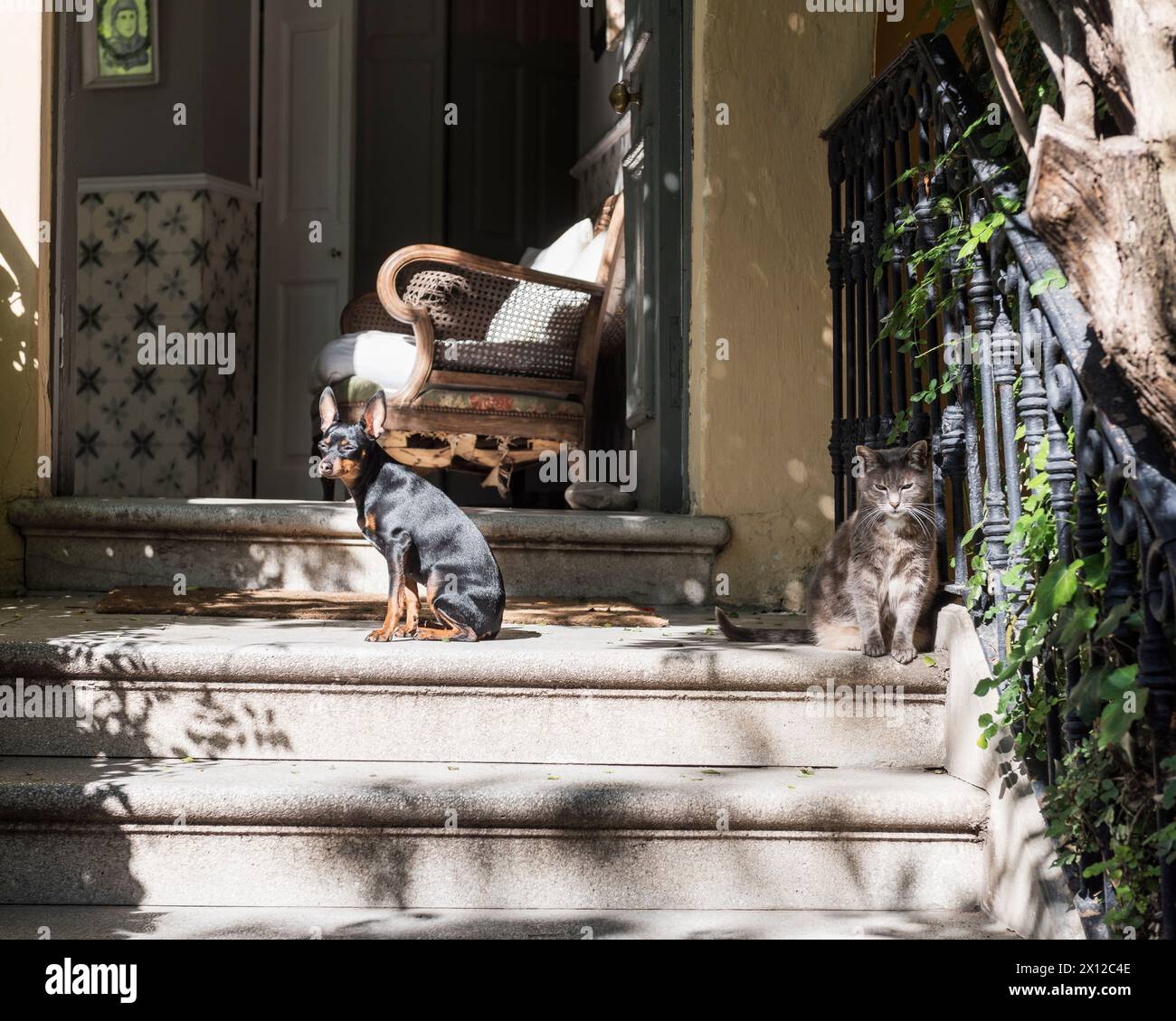 Dog and cat on steps at entrance to Mimi Calpe, 1950s French luxury ...