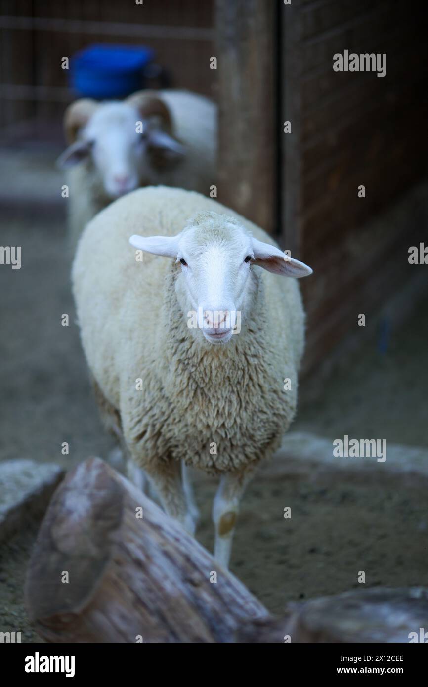 White ram australia hi-res stock photography and images - Alamy
