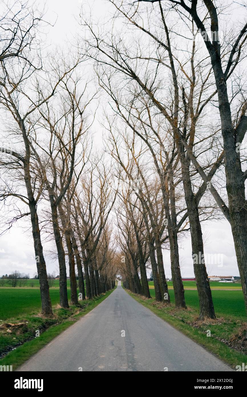 Road stretching into the distance between trees, linear perspective ...
