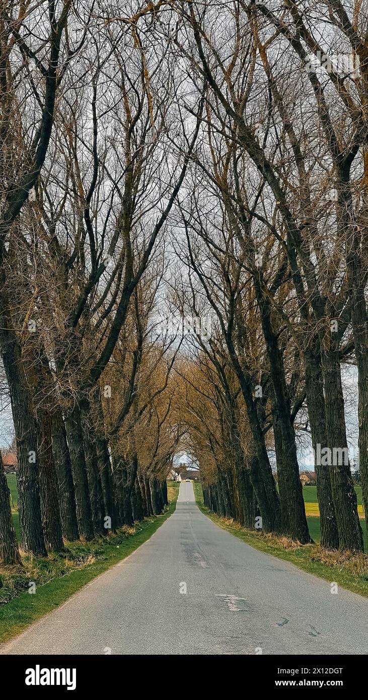Road stretching into the distance between trees, linear perspective ...