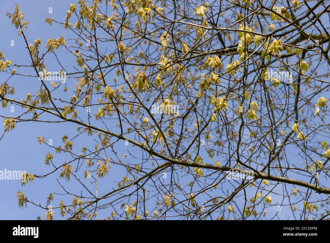 a flowering maple tree in the spring season, a spring park with maples ...