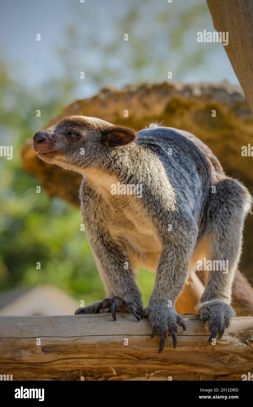 Grizzled tree kangaroo hi-res stock photography and images - Alamy