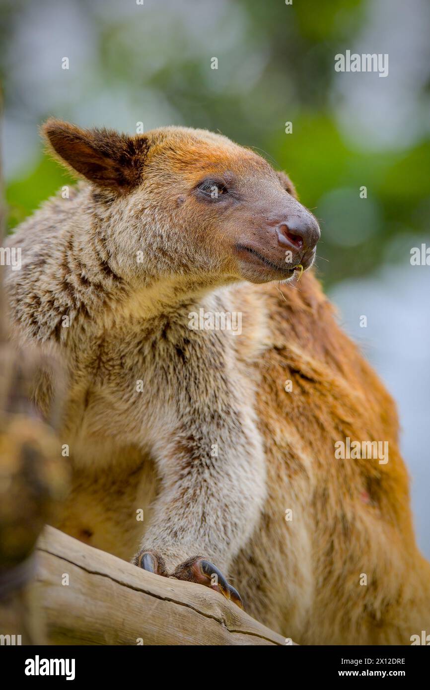 Lumholtz tree hi-res stock photography and images - Alamy