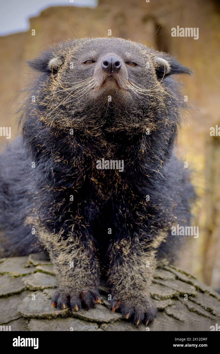 The binturong (Arctictis binturong) also known as bearcat Stock Photo ...