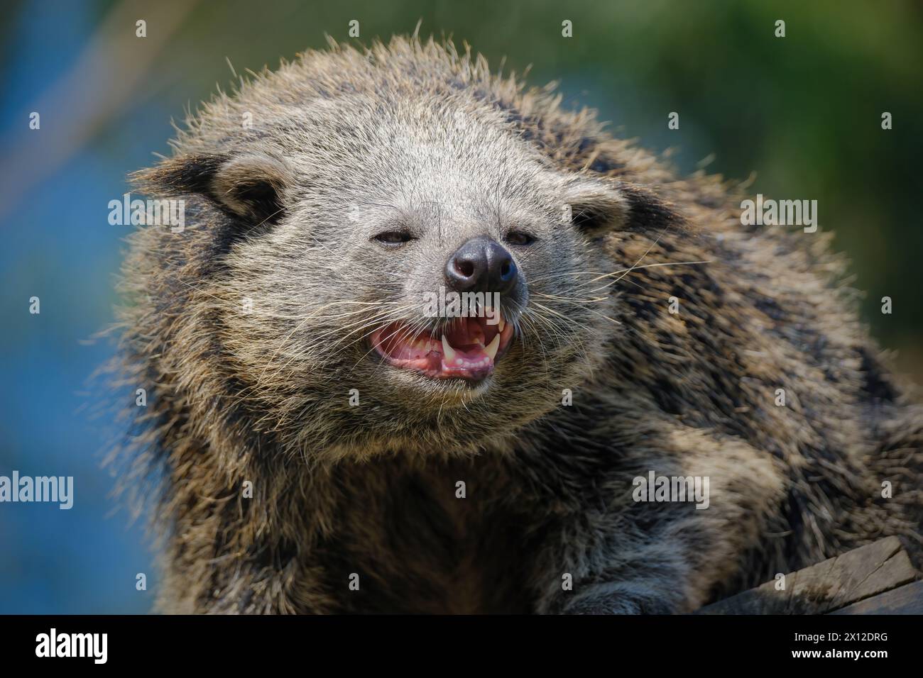 The binturong (Arctictis binturong) also known as bearcat Stock Photo ...