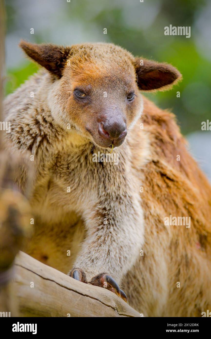 Grizzled tree kangaroo hi-res stock photography and images - Alamy