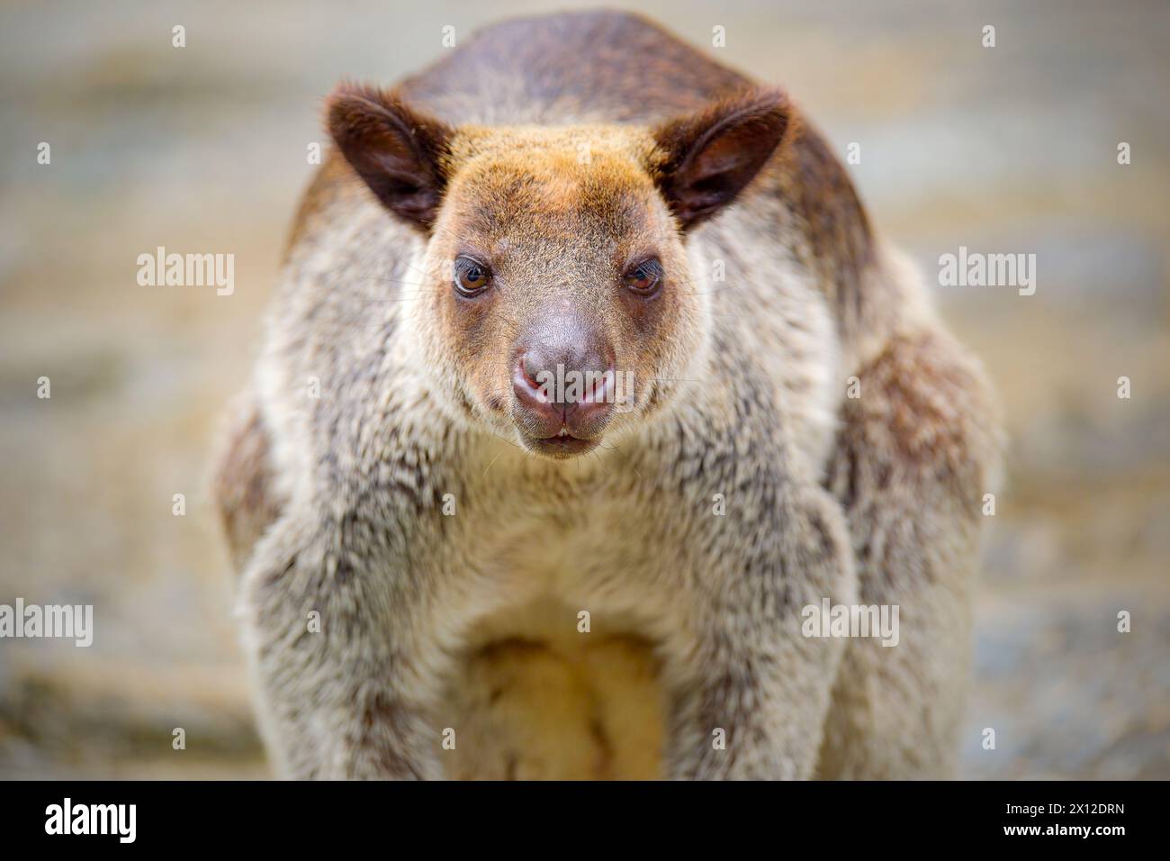 Portrait the grizzled tree kangaroo Stock Photo - Alamy
