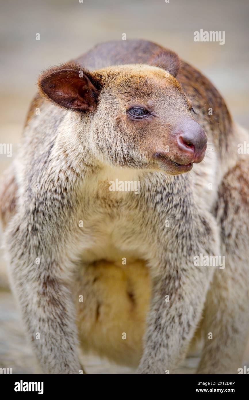 Portrait the grizzled tree kangaroo Stock Photo - Alamy
