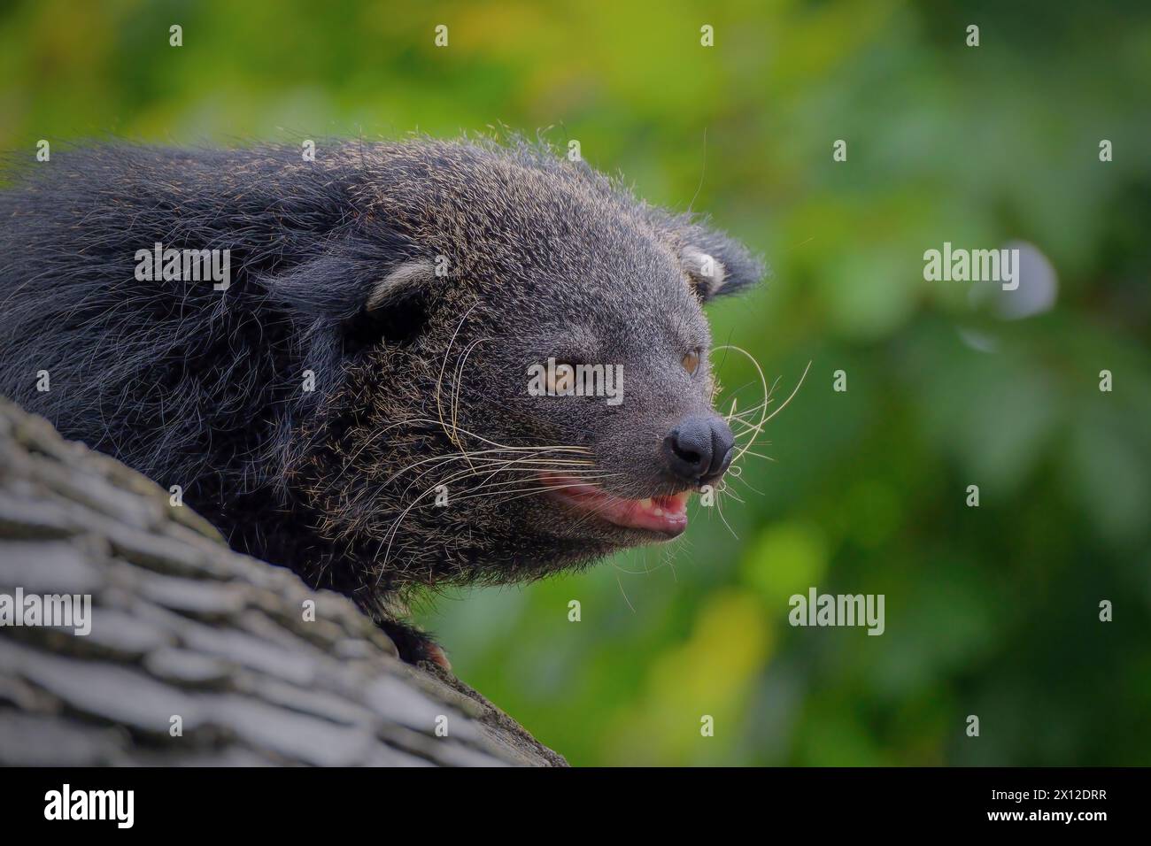 The binturong (Arctictis binturong) also known as bearcat Stock Photo ...