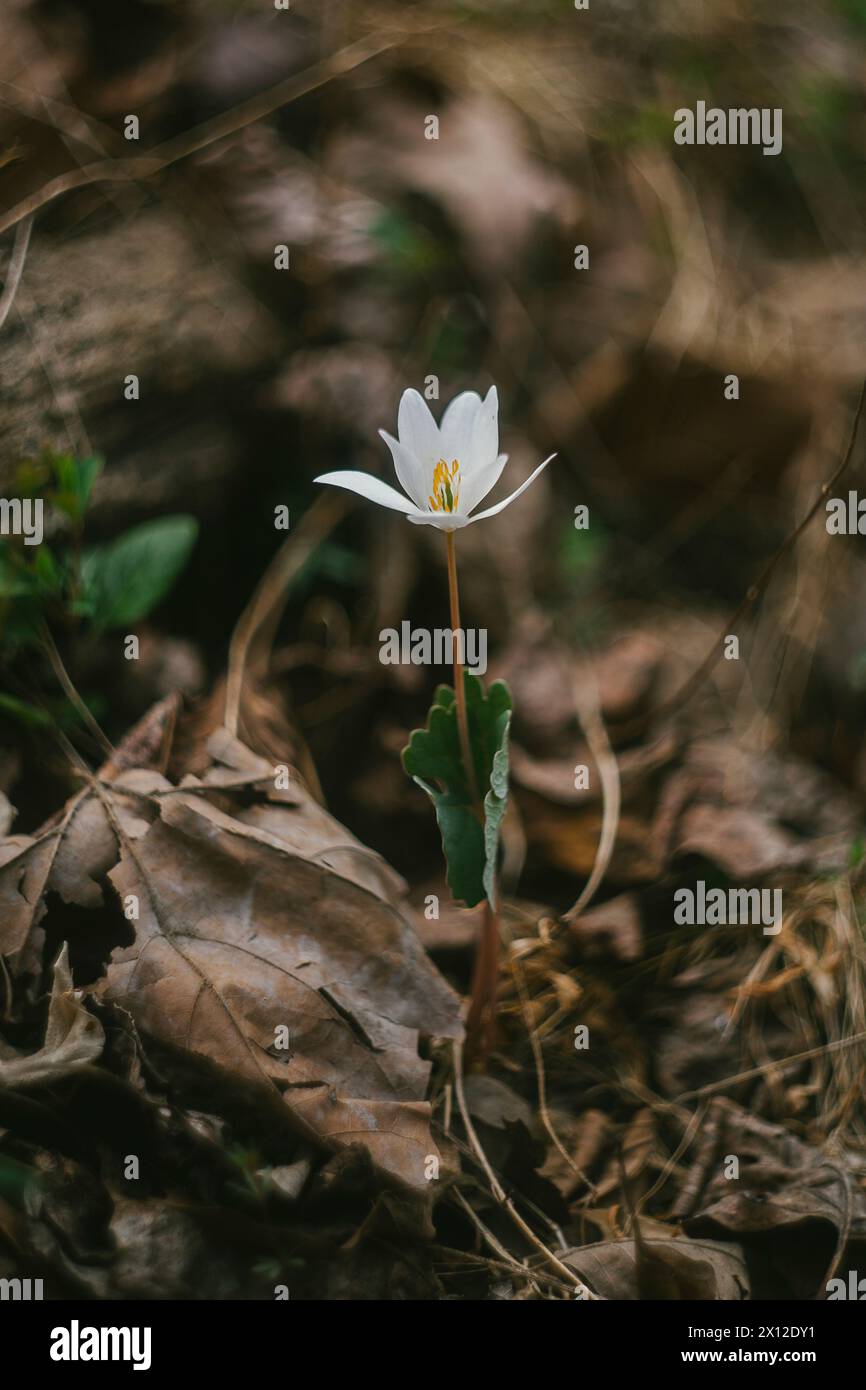 Indigenous medicinal plants hi-res stock photography and images - Alamy