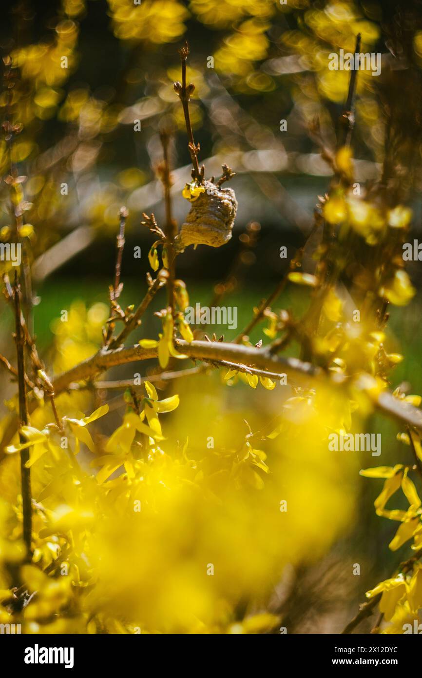 Native Forsythia Bushes in Bloom Stock Photo - Alamy