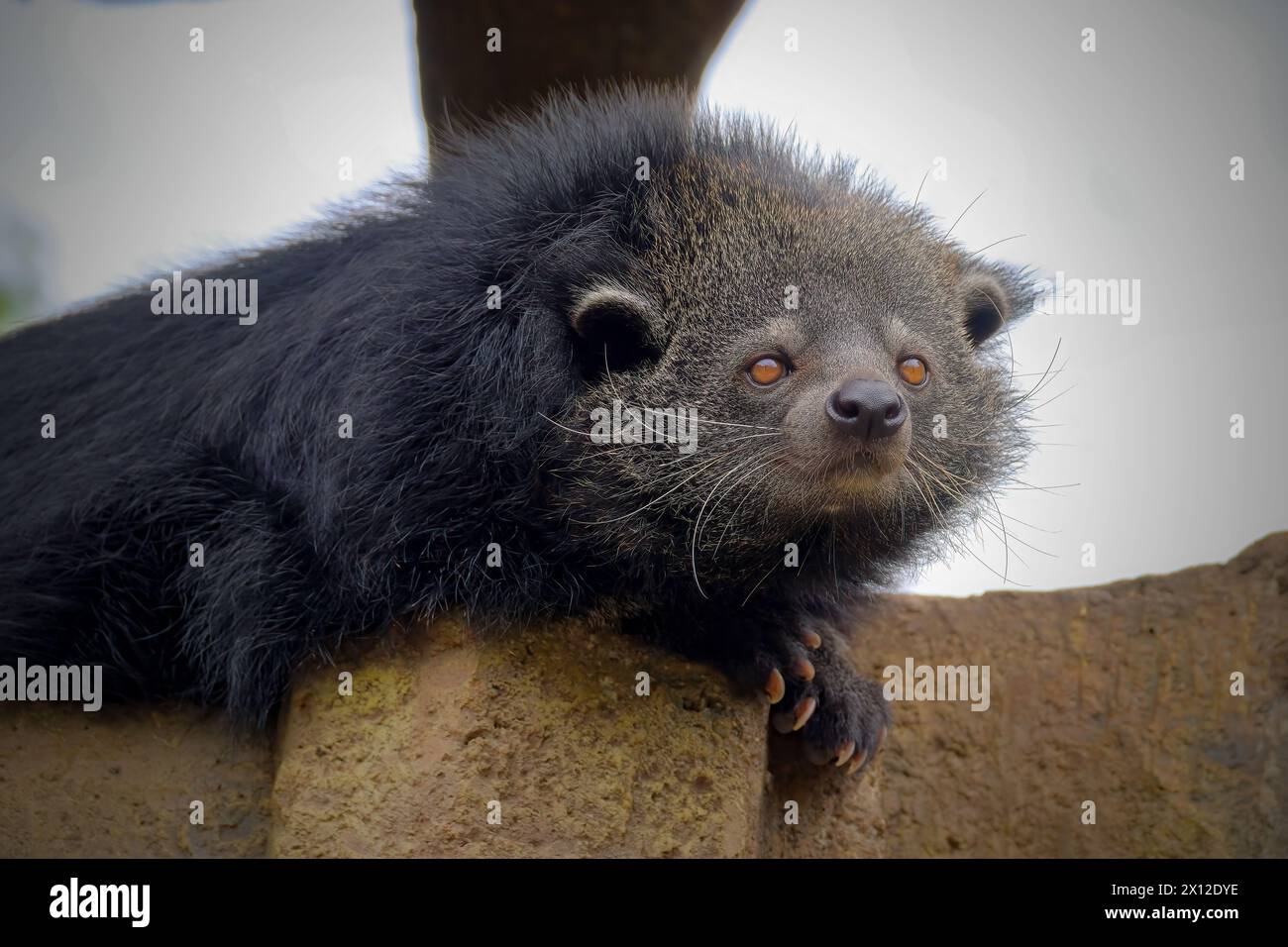 The binturong (Arctictis binturong) also known as bearcat Stock Photo ...