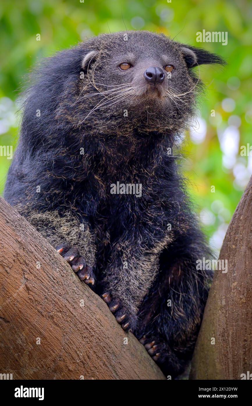 The binturong (Arctictis binturong) also known as bearcat Stock Photo ...