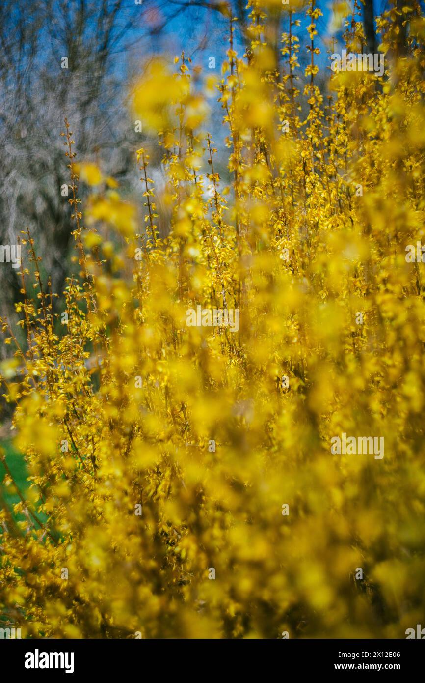 Native Forsythia Bushes in Bloom Stock Photo - Alamy