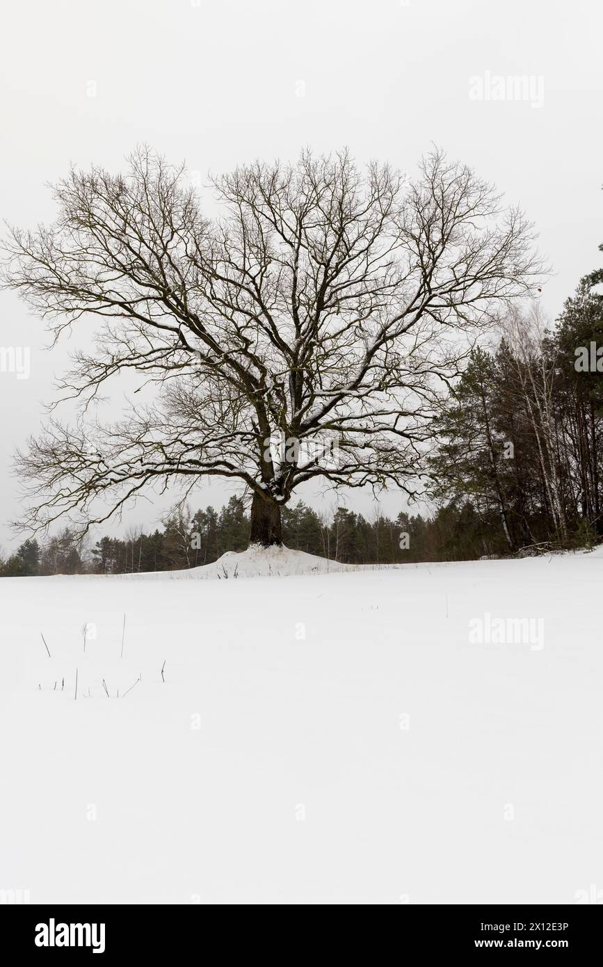 an old oak tree in winter during a snowfall, falling snow in a field ...