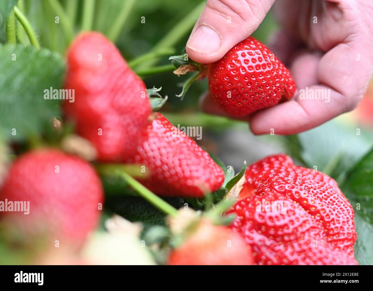Oberkirch Stadelhofen, Germany. 15th Apr, 2024. Strawberries are ...