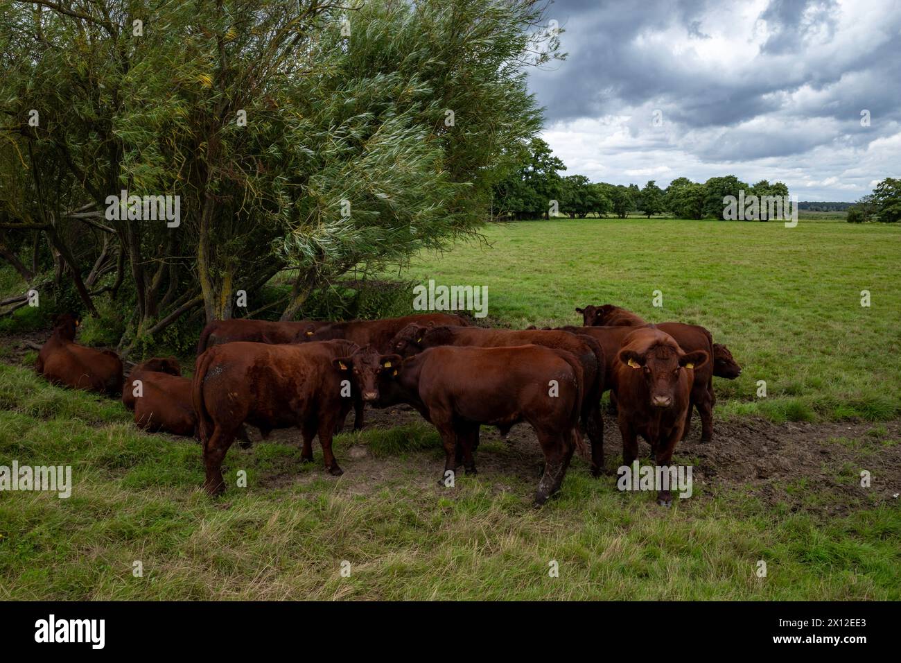 Lincolnshire Red cattle Iken Suffolk Stock Photo - Alamy