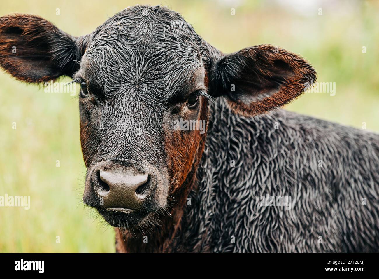 Close up portrait of wet black cow standing in the rain Stock Photo - Alamy