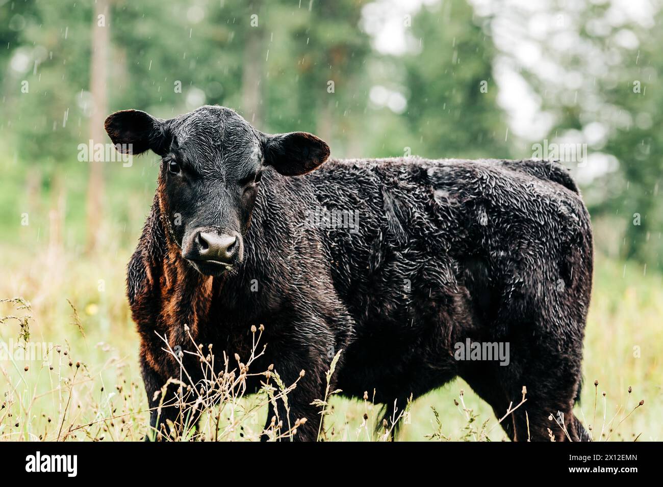 Portrait of wet black cow standing in the rain Stock Photo - Alamy