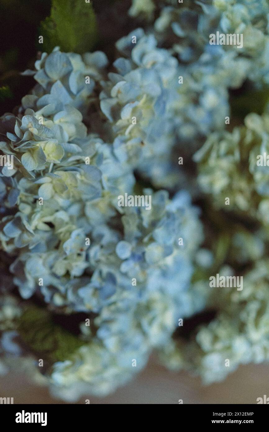 Paris hydrangea hi-res stock photography and images - Alamy