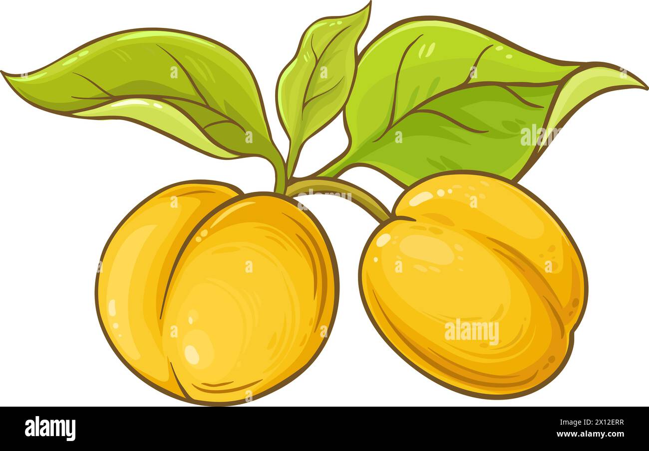Apricot leaves Stock Vector Images - Alamy