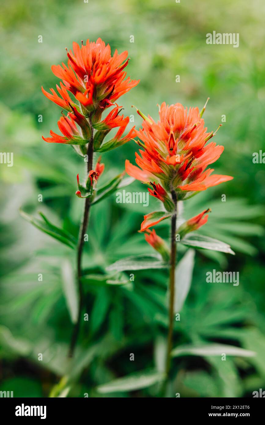 Pair of red Indian paintbrush wildflowers in the forest Stock Photo - Alamy