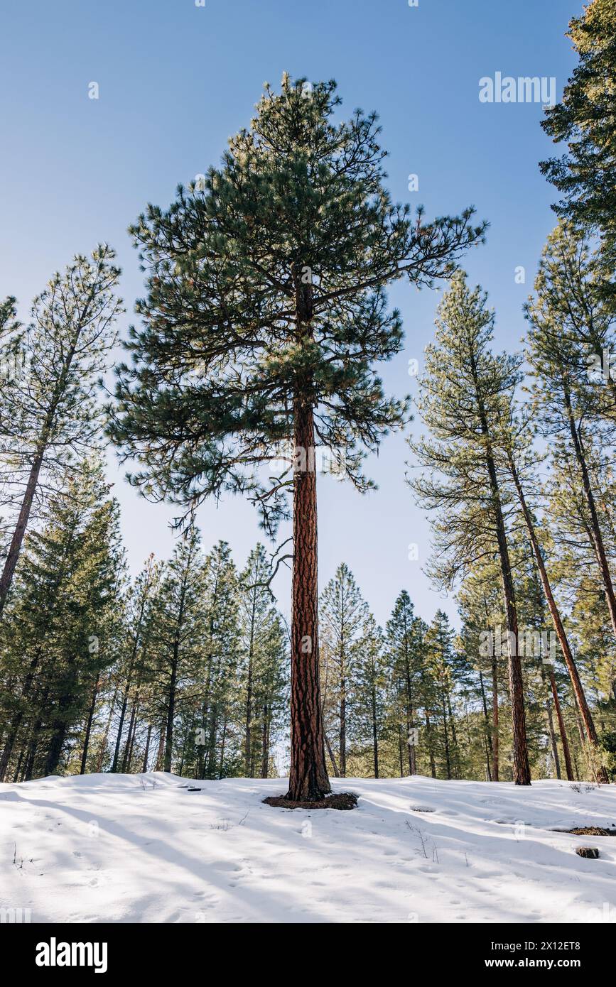 Tall towering Ponderosa pine tree in the forest in winter Stock Photo ...