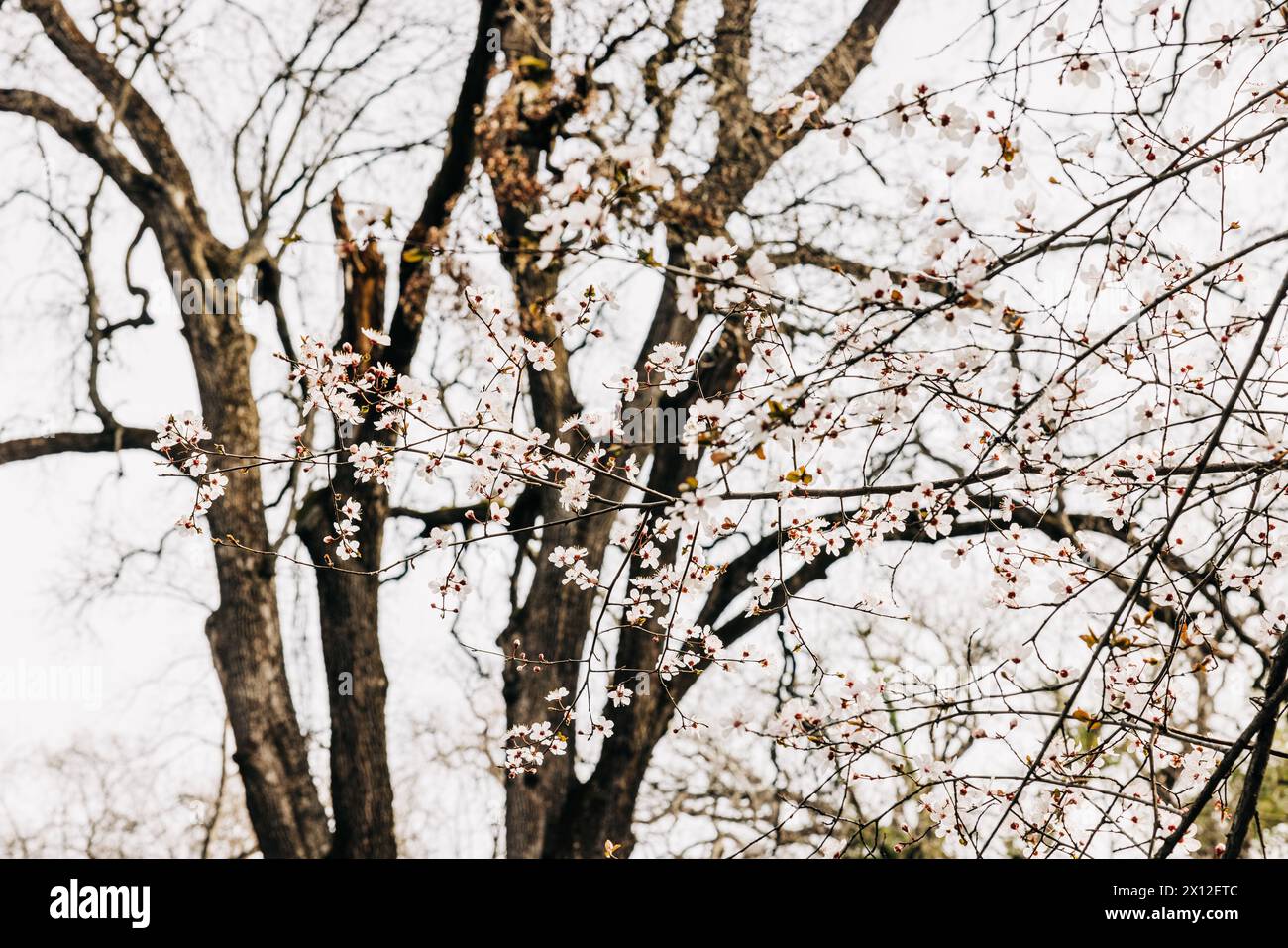 Tree with cherry blossoms in Chico, California Stock Photo - Alamy