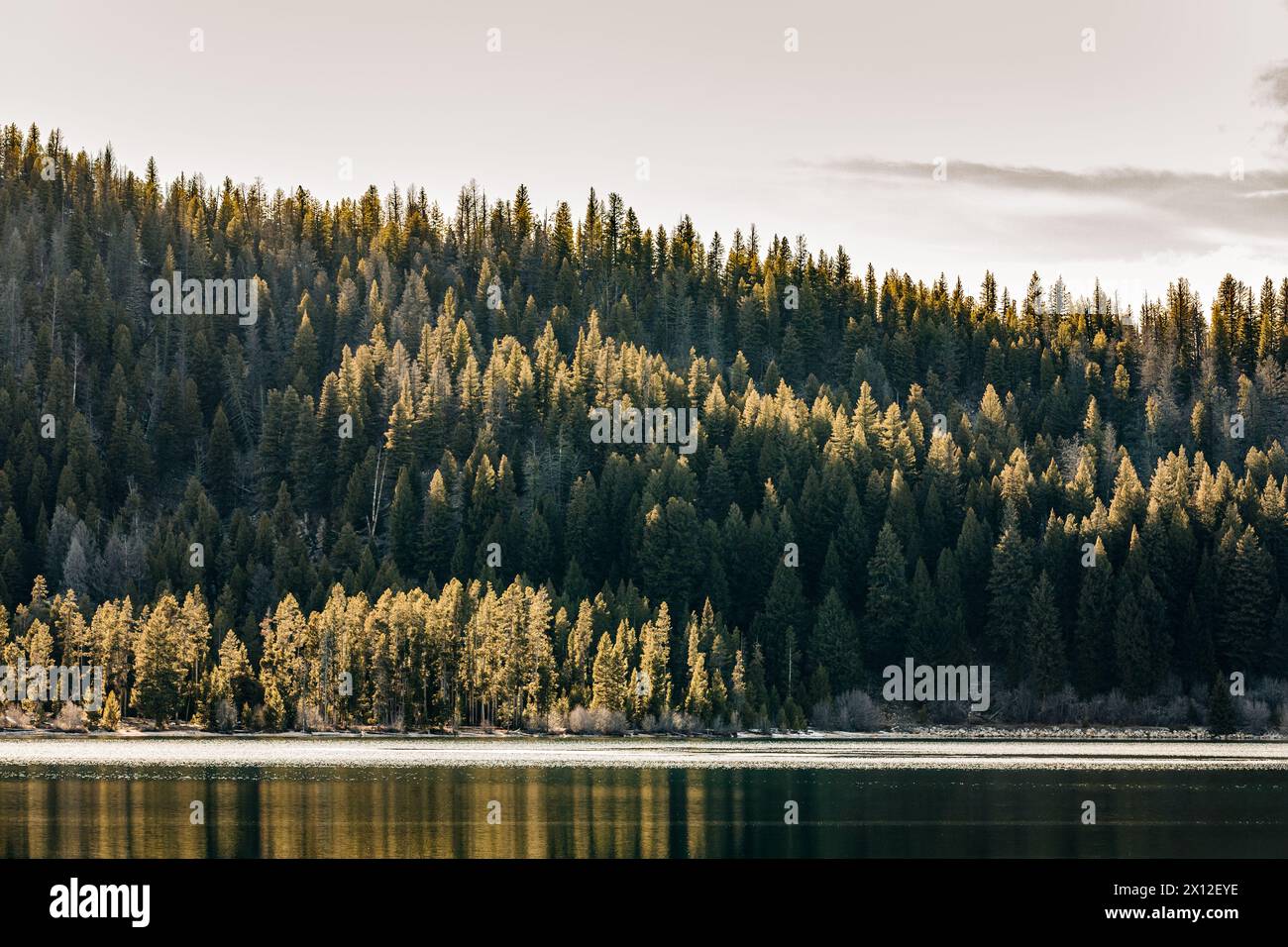Forest trees backlit by the sun on lake shoreline in Stanley, Idaho ...