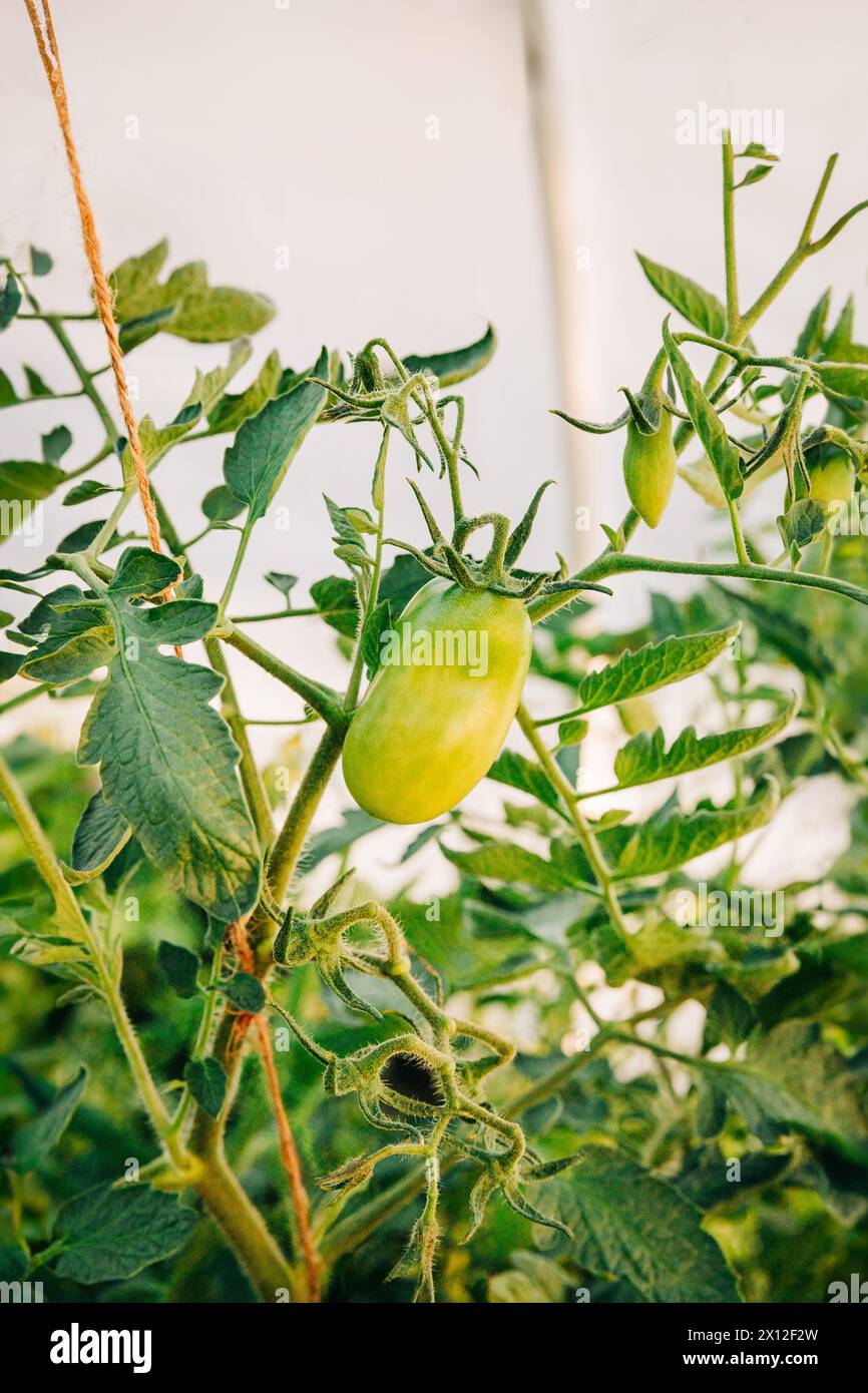 Roma tomato growing on vine in greenhouse Stock Photo - Alamy