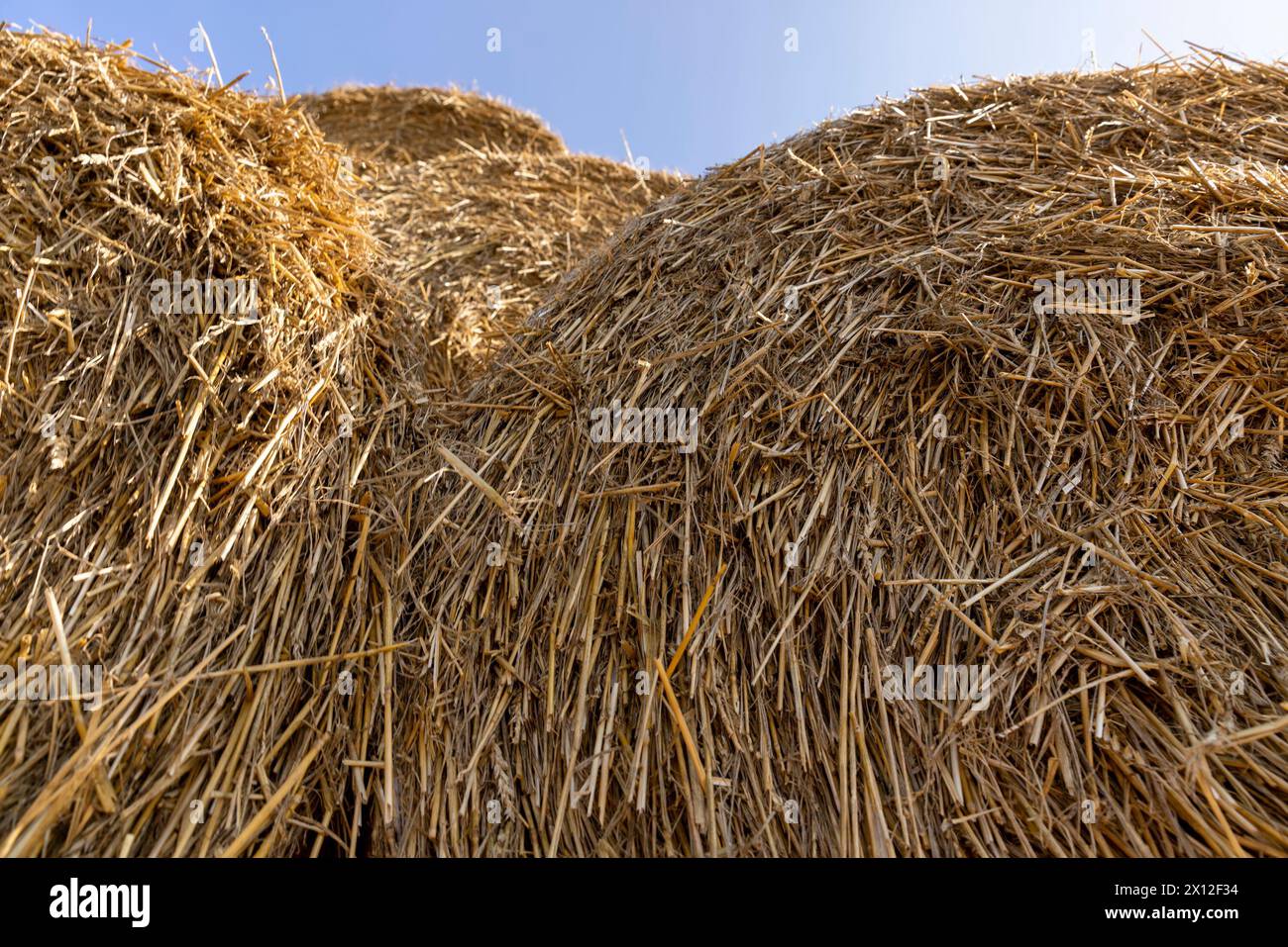 wheat straw collected in stacks after grain harvest, yellow straw from ...