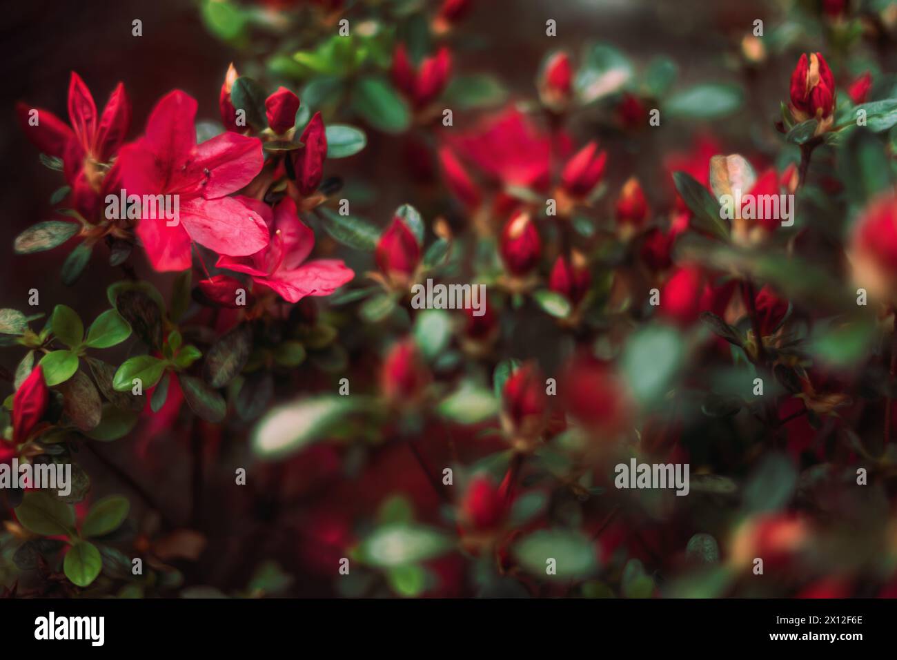 Pink azalea blooms with buds surrounding Stock Photo - Alamy