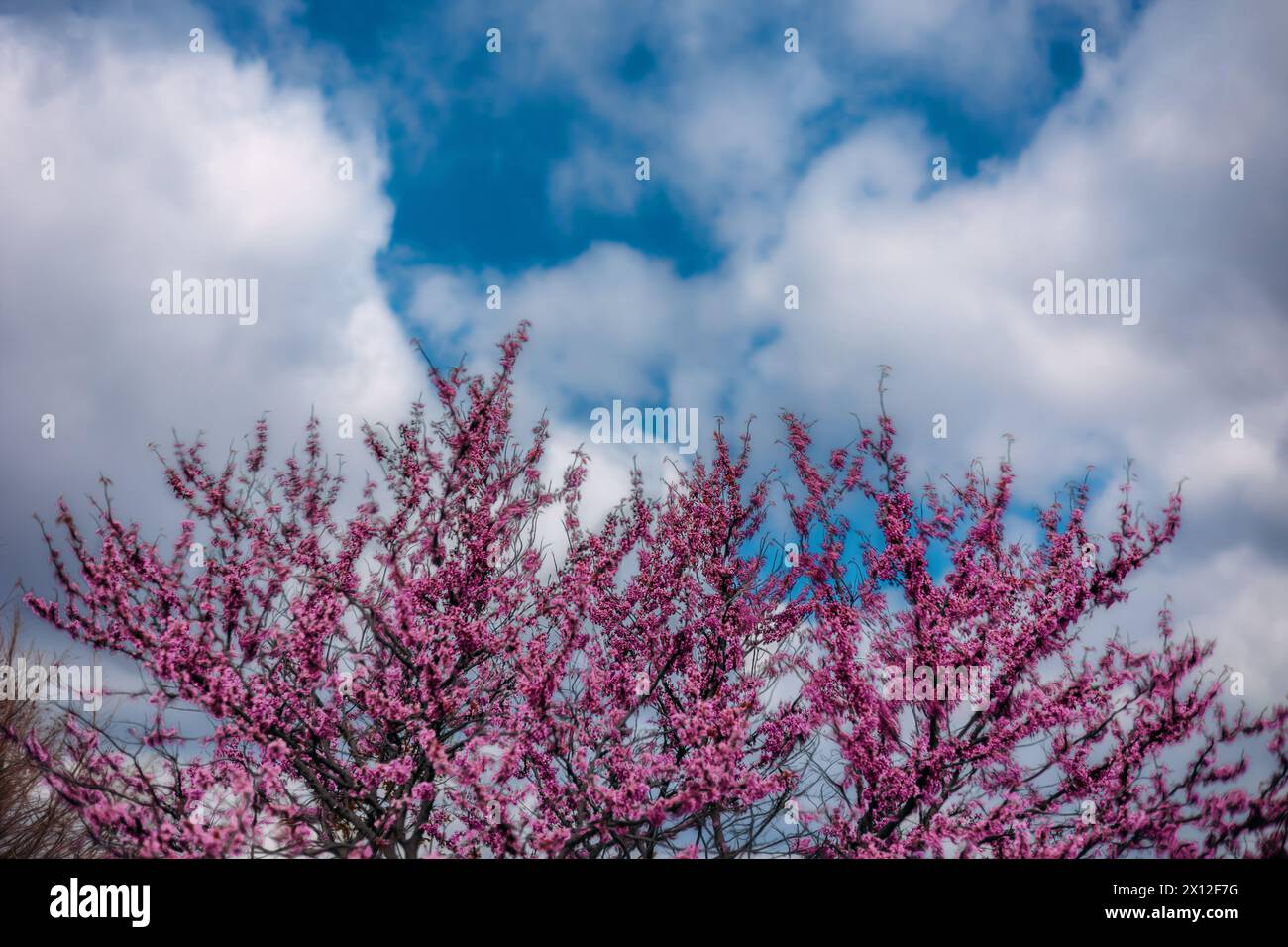 Redbud tree in bloom in front of blue cloudy sky Stock Photo - Alamy