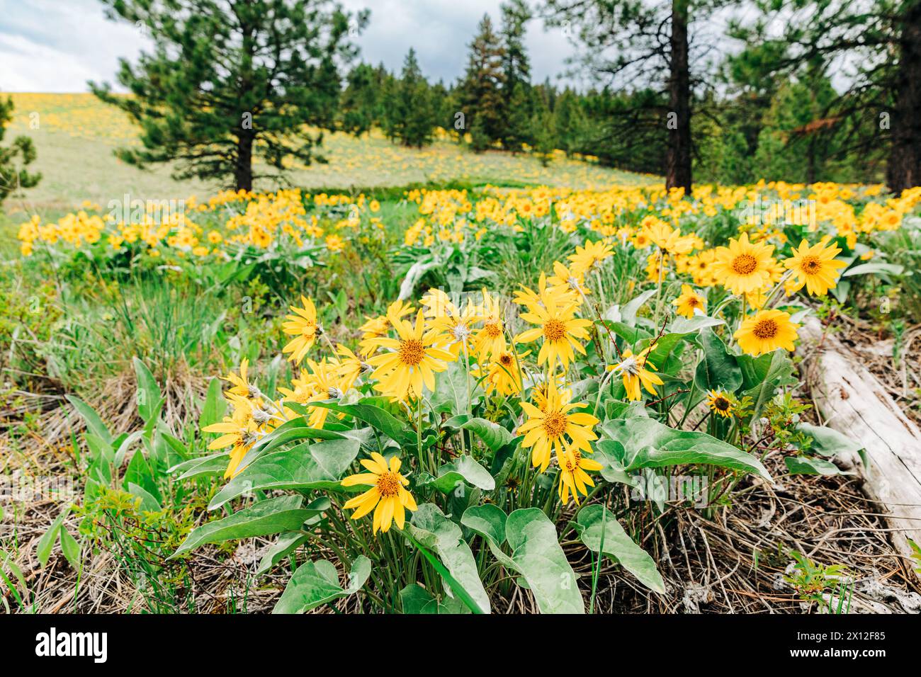 Field arrowleaf balsamroot hi-res stock photography and images - Alamy