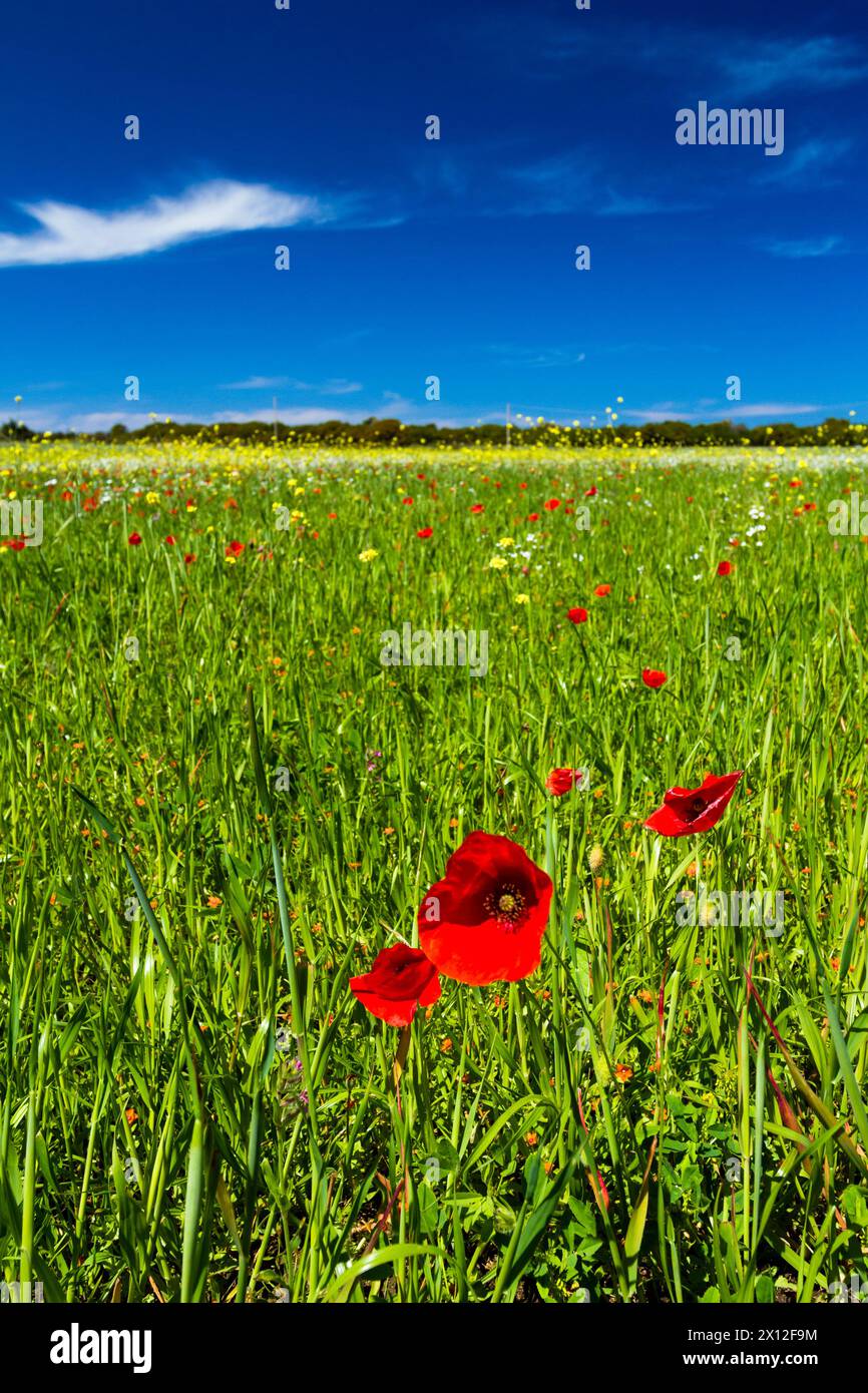 Vast field blooming red poppies hi-res stock photography and images - Alamy