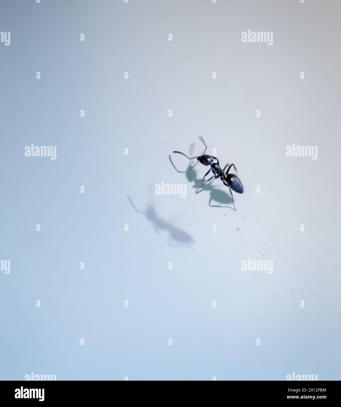 An ant walking on the car window with double reflections on the glass ...