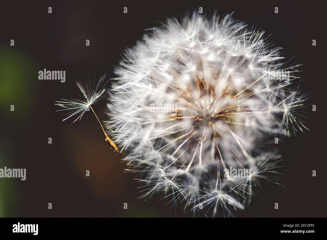 Closeup of a dandelion with one piece floating away Stock Photo - Alamy