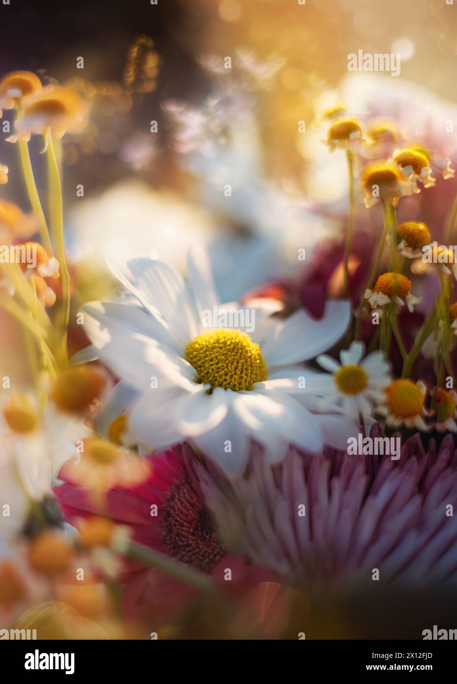 Warm spring bouquet with sunshine in background Stock Photo - Alamy