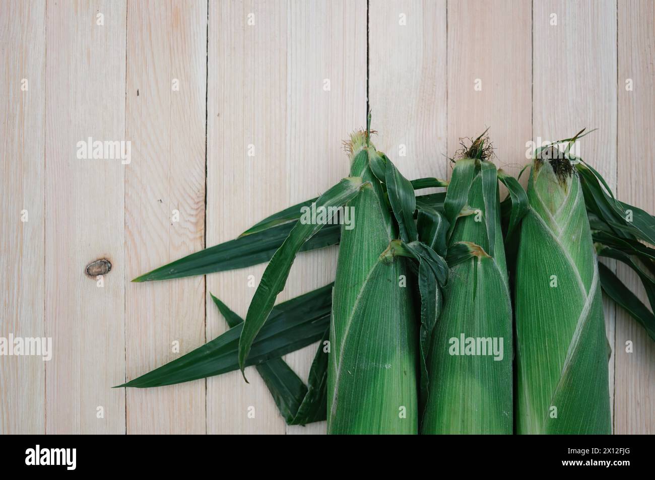 Flatlay Of Three Unhusked Ears Of Sweet Corn Laying Vertically O Stock ...