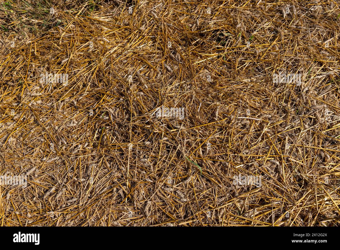 An agricultural field on which wheat straw remains after the grain ...