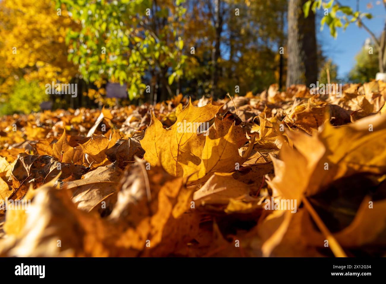 autumn park with colorful maple trees in sunny weather, beautiful yellow leaves on maples in the ...