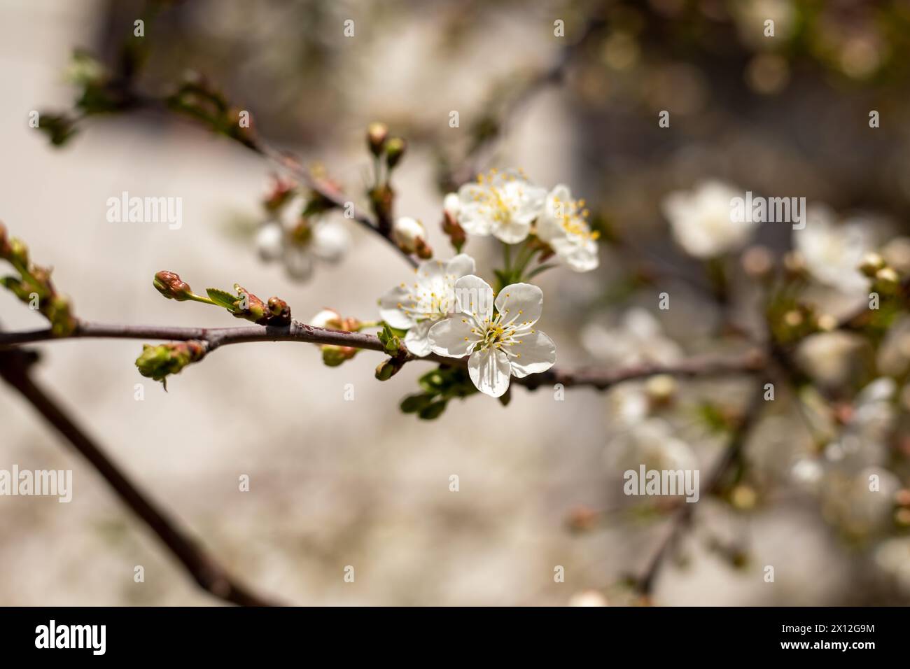 Blossoming tree branch white hi-res stock photography and images - Alamy