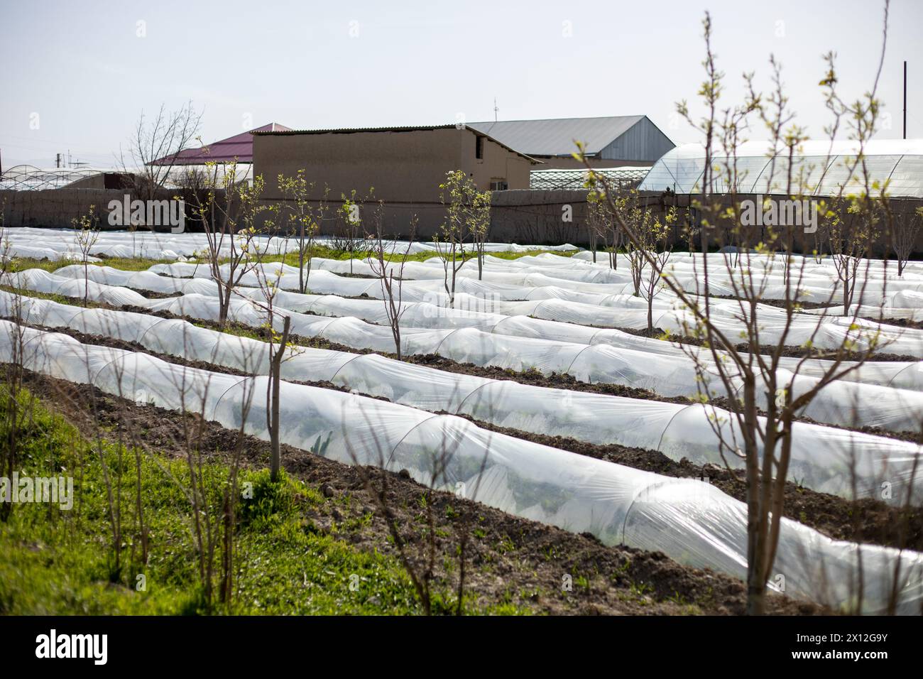 A field of trees with a white plastic covering on the ground Stock ...