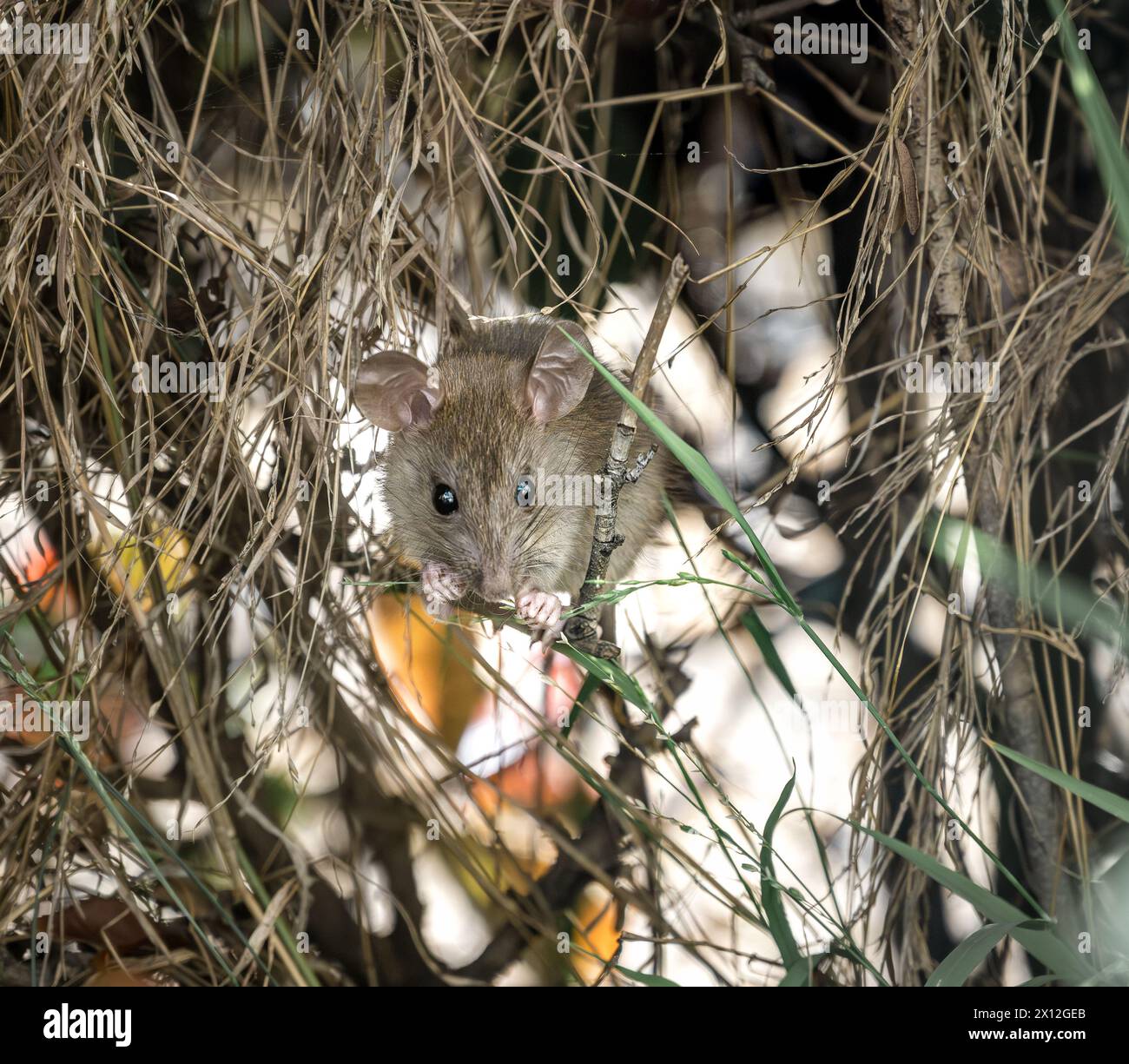 Mouse in the bush hi-res stock photography and images - Alamy