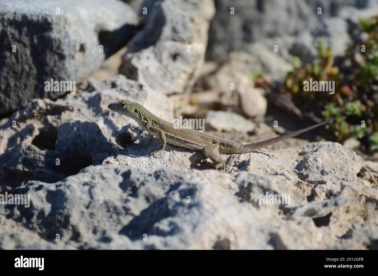 Aruba lizard hi-res stock photography and images - Alamy