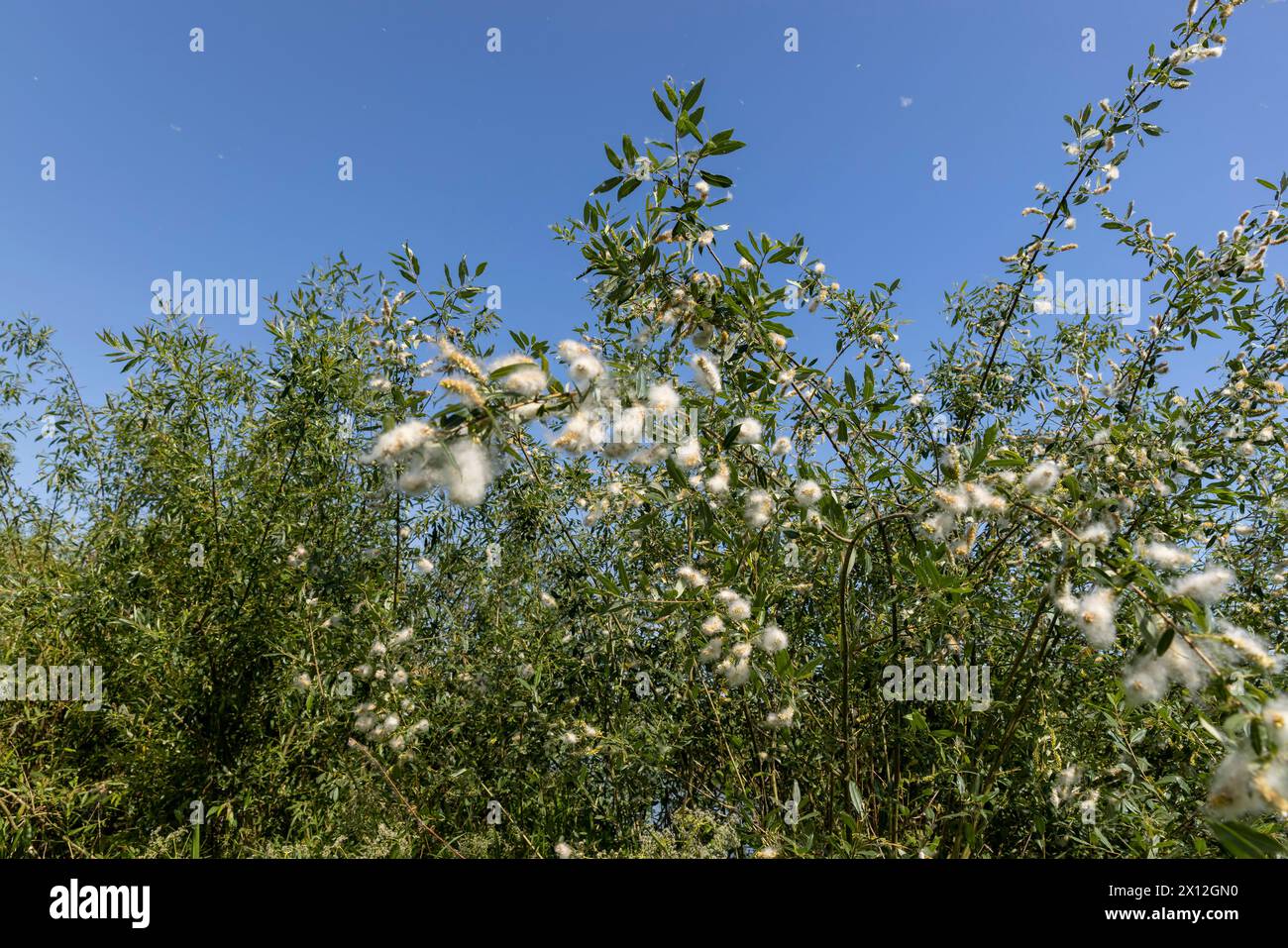 flying in the sky white fluff from willow in spring, flowering willow ...