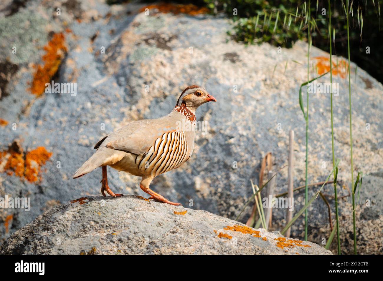 single european partridge (Alectoris barbara) walking on the rocks ...